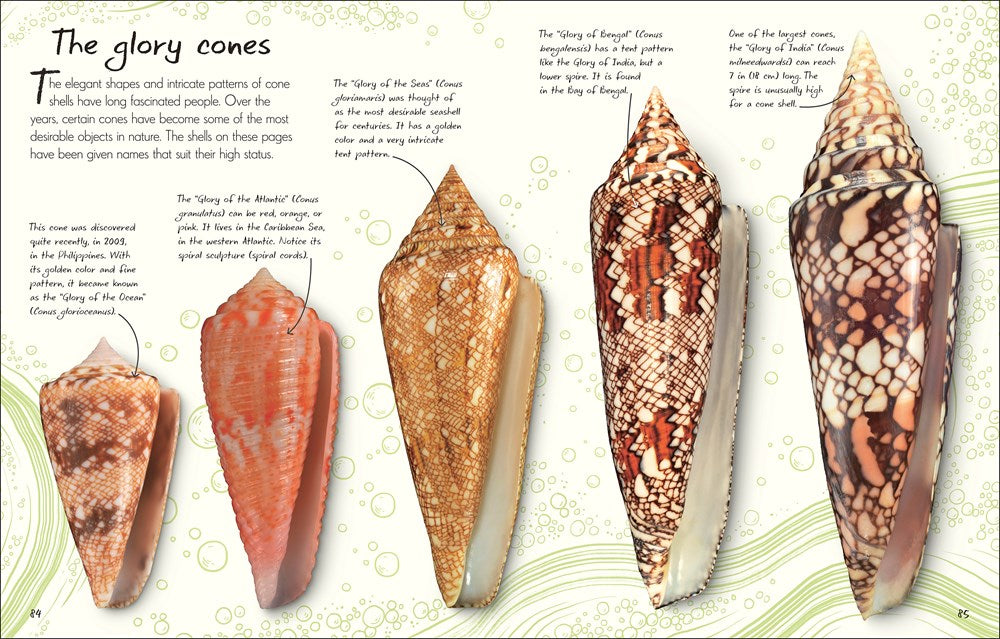 An Anthology of Shells: A Collection of Fascinating Shells from Around ...