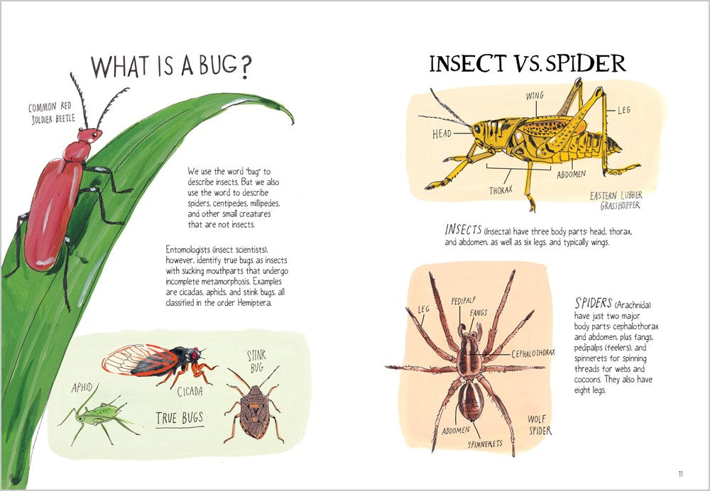 Insect Anatomy: The Curious World of Bees, Beetles, Butterflies, and B ...