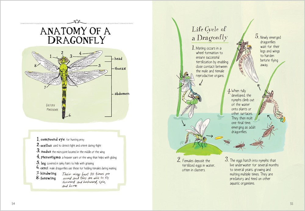 Insect Anatomy: The Curious World of Bees, Beetles, Butterflies, and B ...